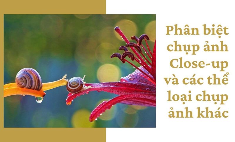 Chụp Close-up là gì? Cách phân biệt và kỹ thuật chụp Close-up đẹp - Máy ...